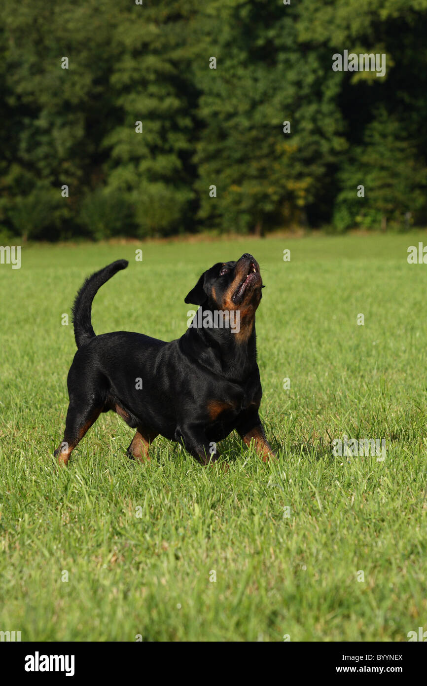 Rottweiler dogs playing hi-res stock photography and images - Alamy
