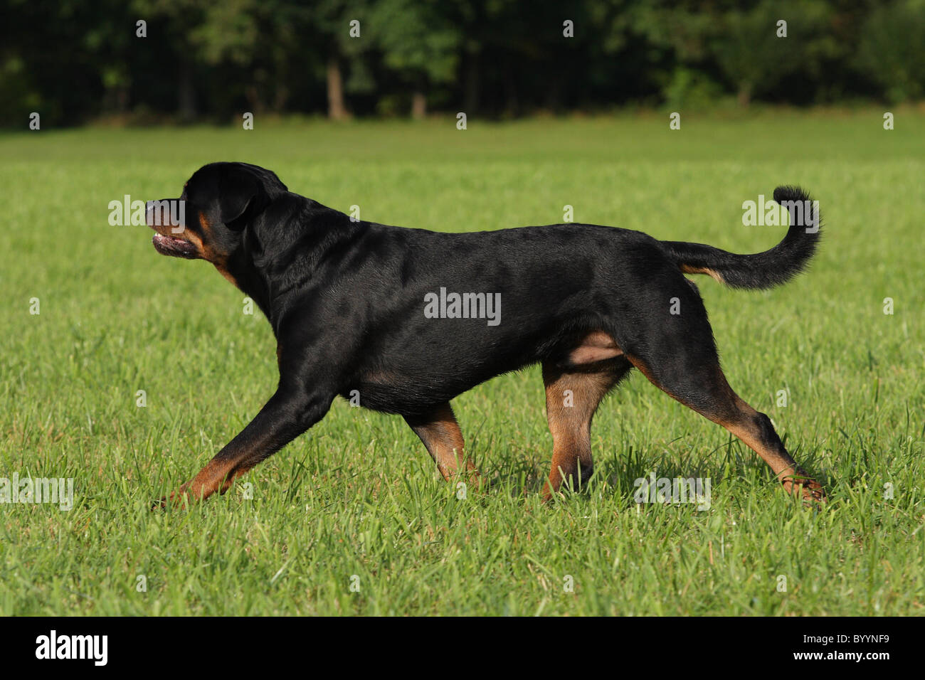 Rottweiler pasture hi-res stock photography and images - Alamy