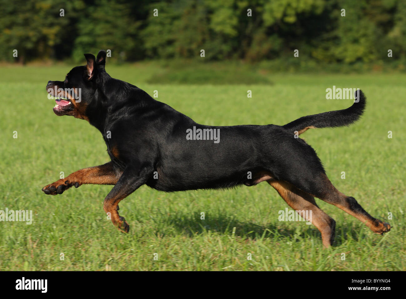 Rottweiler canis lupus familiaris running hi-res stock photography and ...