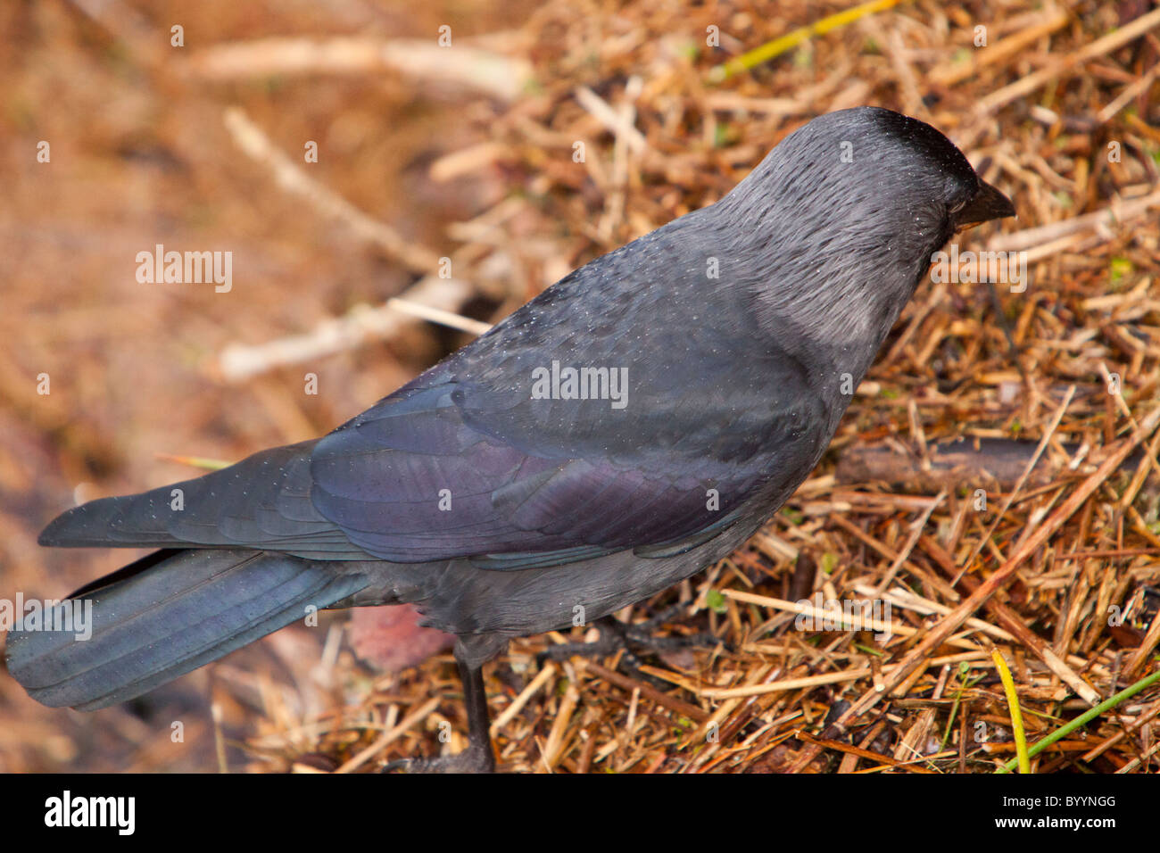 Jackdaw bird feeding hi-res stock photography and images - Alamy
