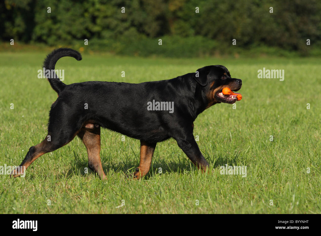 Rottweiler with muzzle hi-res stock photography and images - Alamy