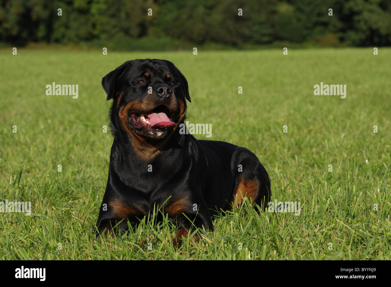 Rottweiler laying grass hi-res stock photography and images - Alamy