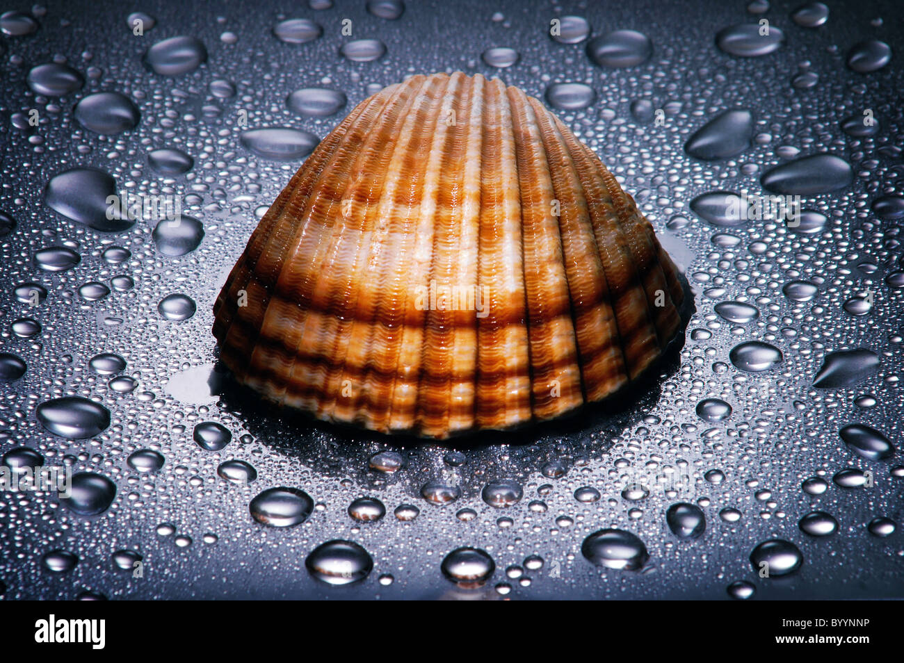 Seashell , water droplets , dramatic lighting , close up Stock Photo ...