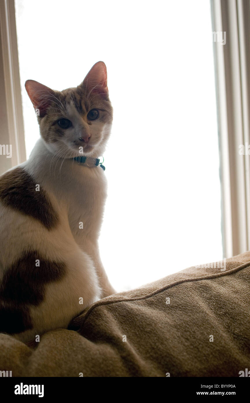 Cat sitting in window during winter storm Stock Photo - Alamy
