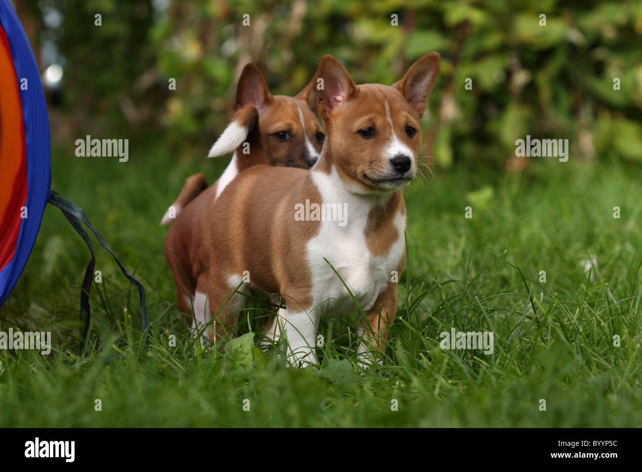 Two basenji dogs hi-res stock photography and images - Alamy