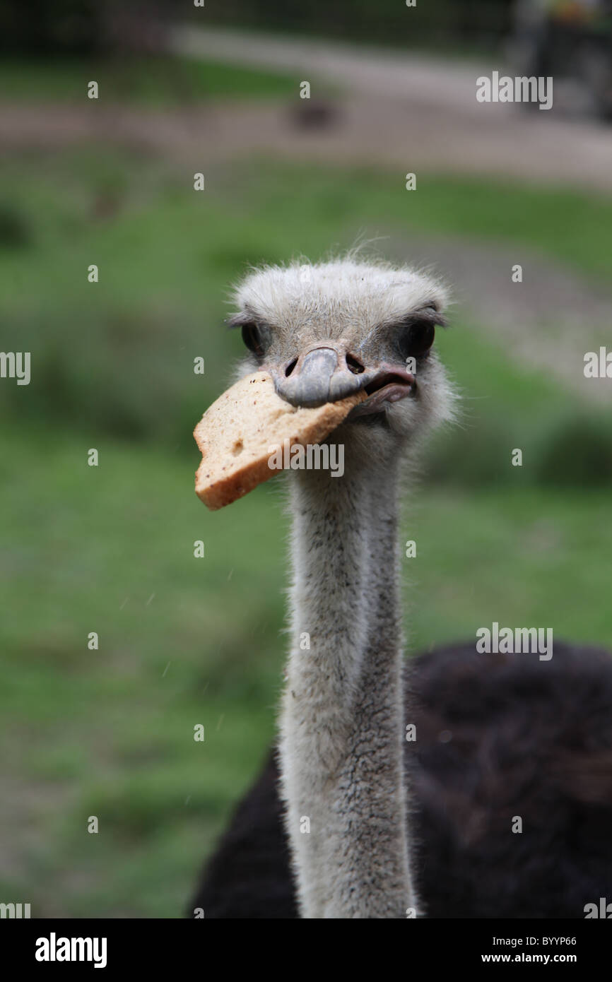 Ostrich with slice of bread in its mouth Stock Photo - Alamy