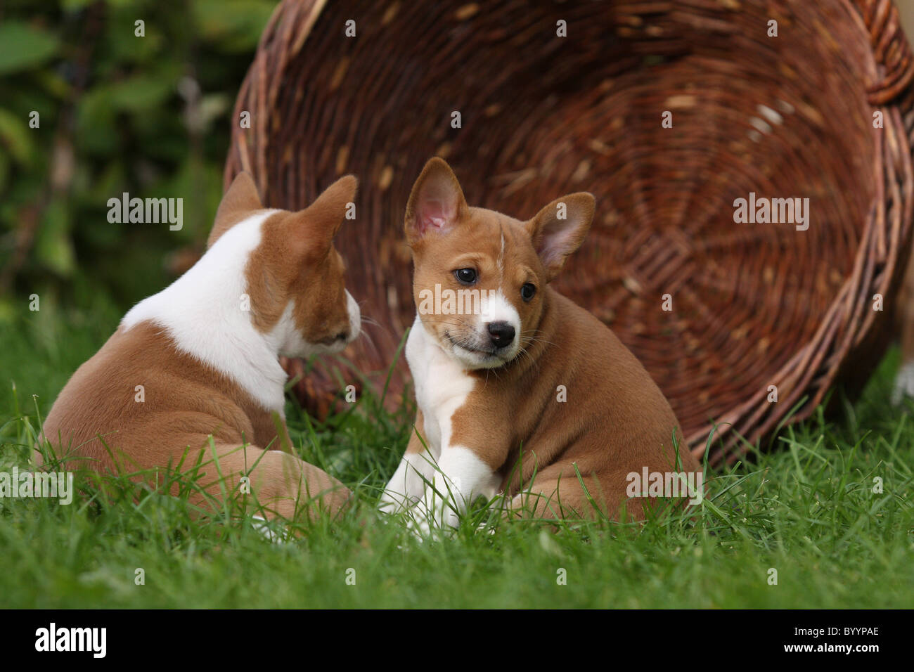 Two basenji dogs hi-res stock photography and images - Alamy
