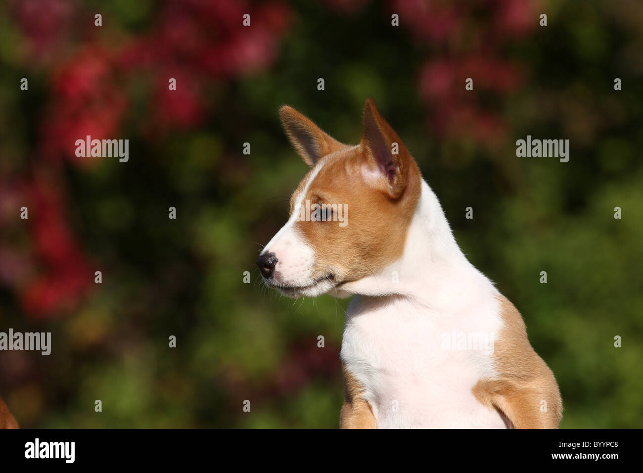 Basenjis hi-res stock photography and images - Alamy