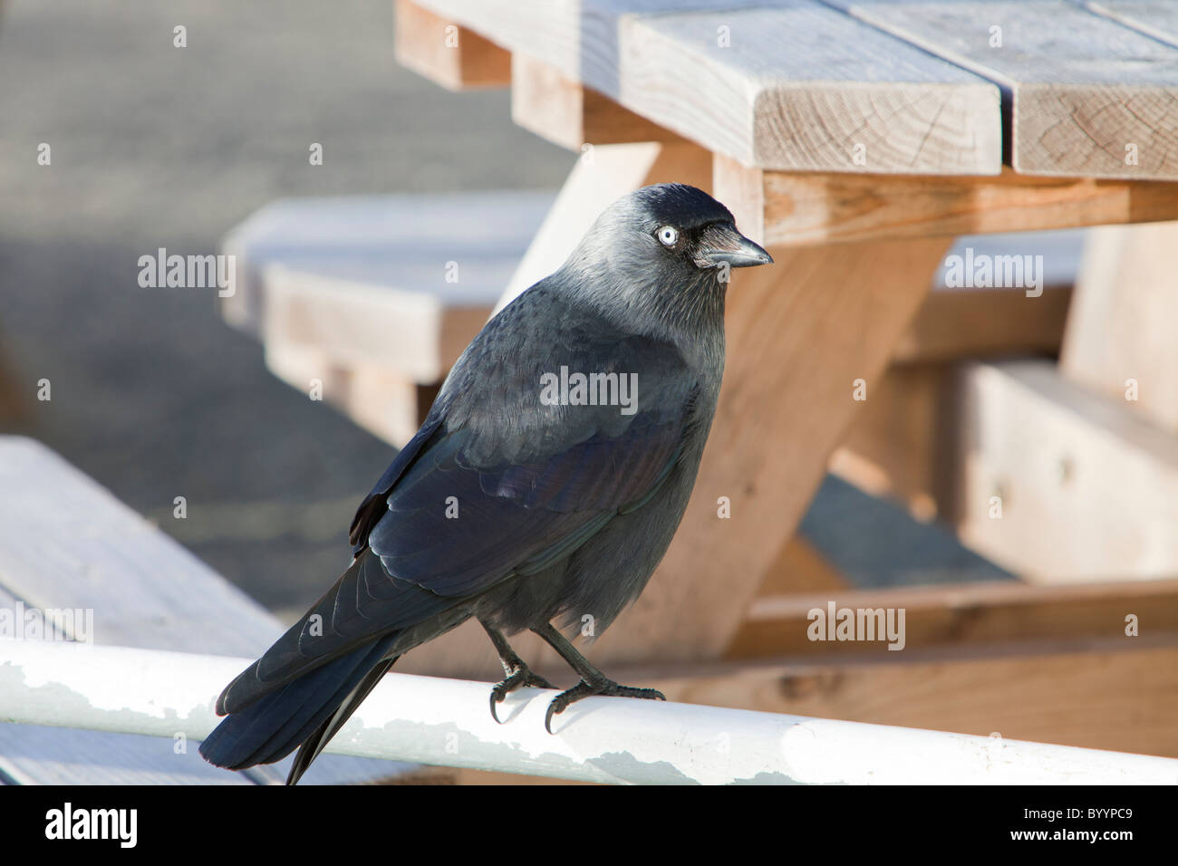 A Jackdaw (Corvus monedula Stock Photo - Alamy