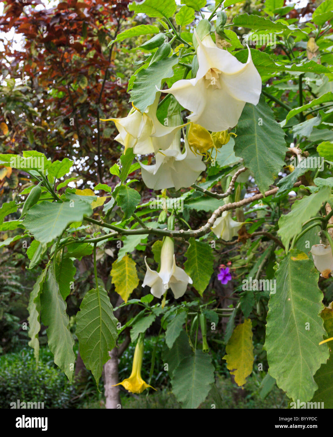 Angel Trumpet Flowers in the Botanical Garden of Funchal, Madeira Stock ...