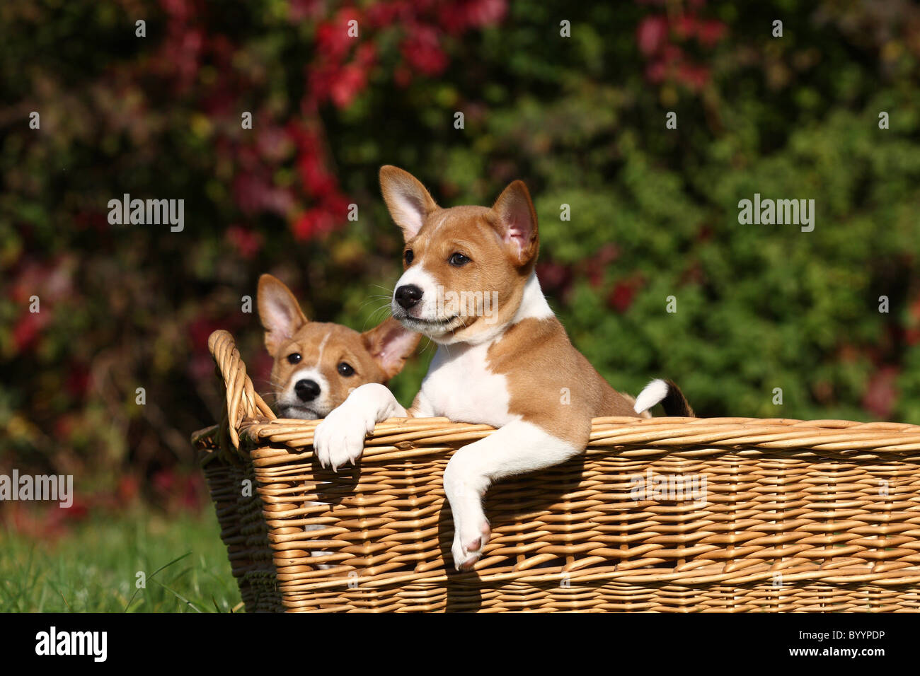 Two basenji dogs hi-res stock photography and images - Alamy