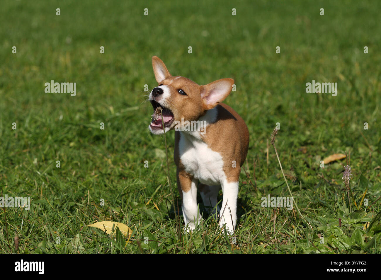 Basenji puppy dog eats hi-res stock photography and images - Alamy