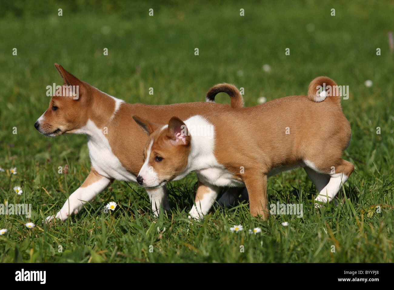 Basenji canis familiaris two puppies hi-res stock photography and ...