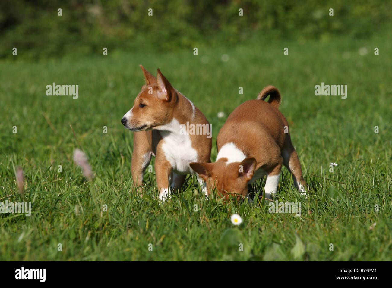 Puppy sniffing 2 hi-res stock photography and images - Alamy