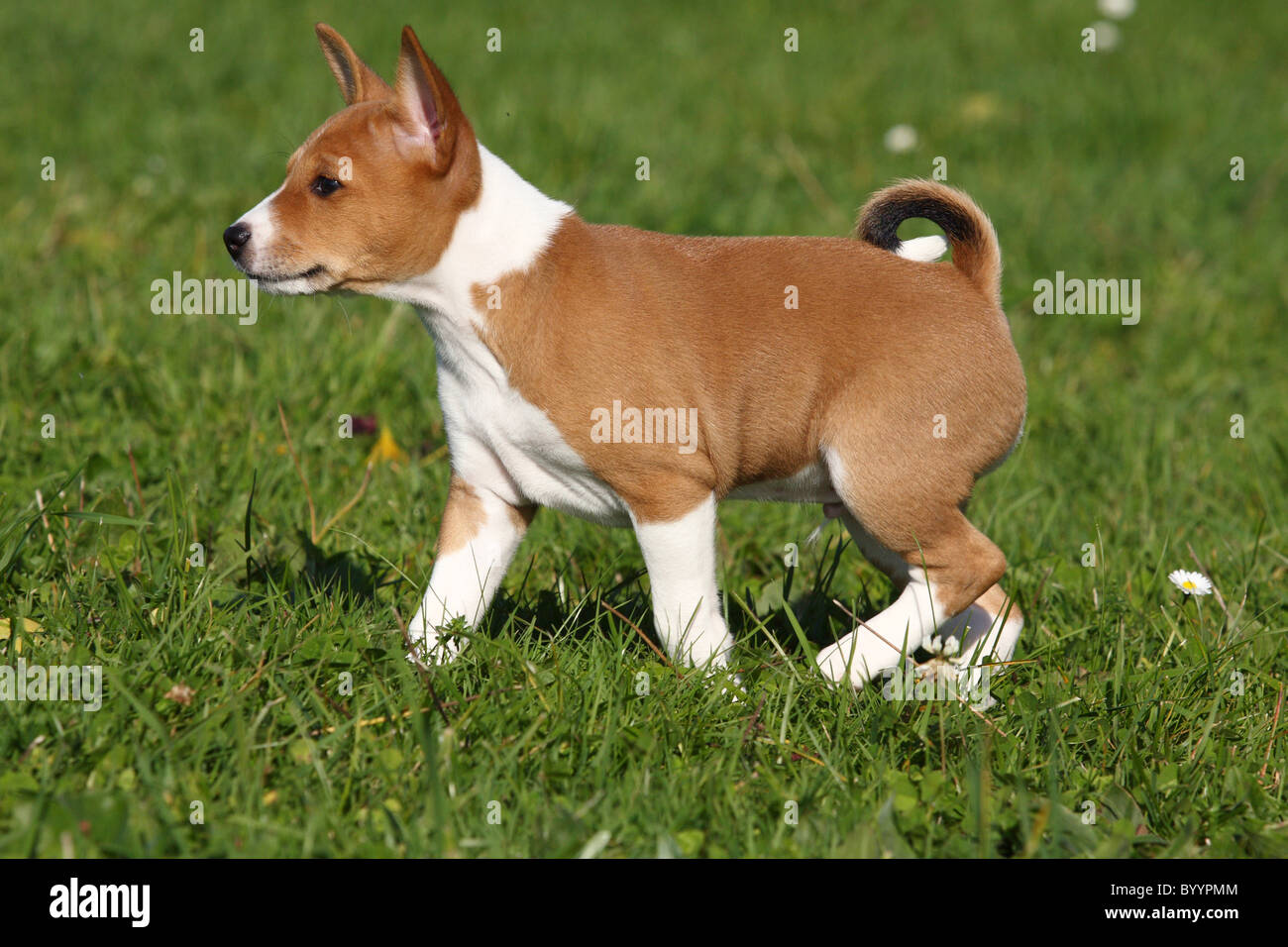 Side view young basenji hi-res stock photography and images - Alamy