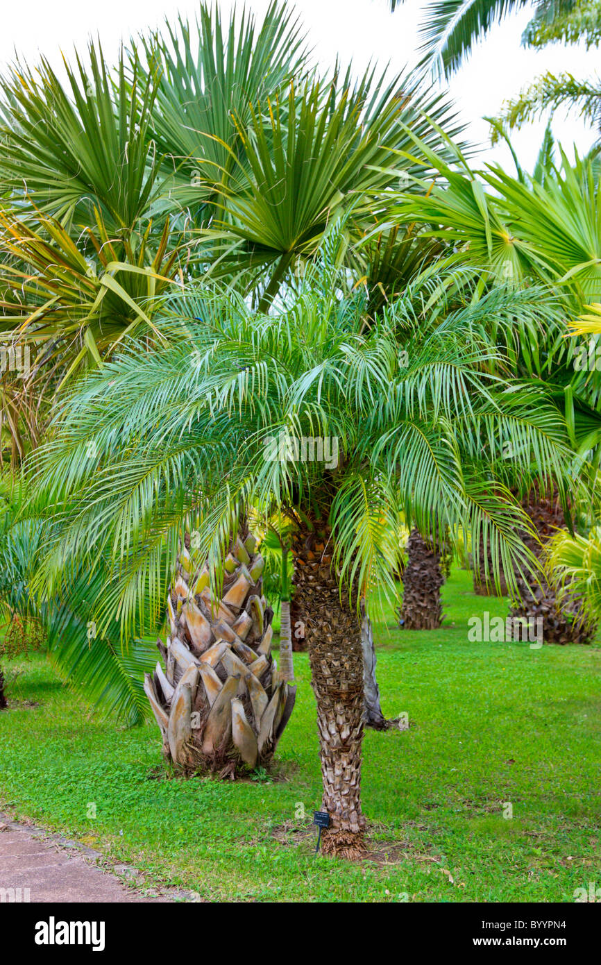 Palm Tree in the Botanical Garden, Madeira Stock Photo - Alamy