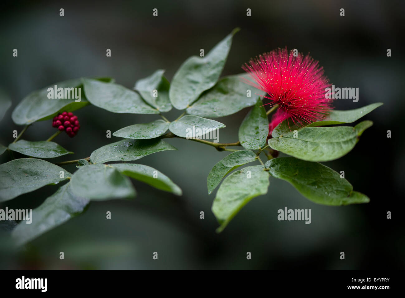 Powder puff flower hi-res stock photography and images - Alamy