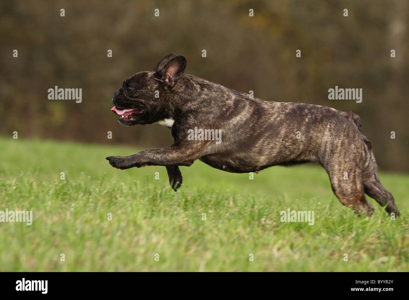 running french bulldog Stock Photo - Alamy