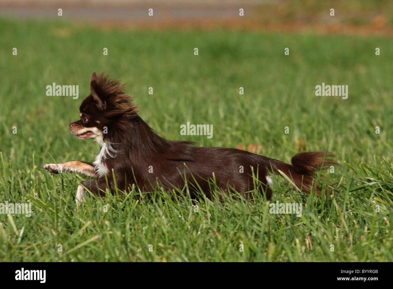 Dog chihuahua longhair adult running hi-res stock photography and ...