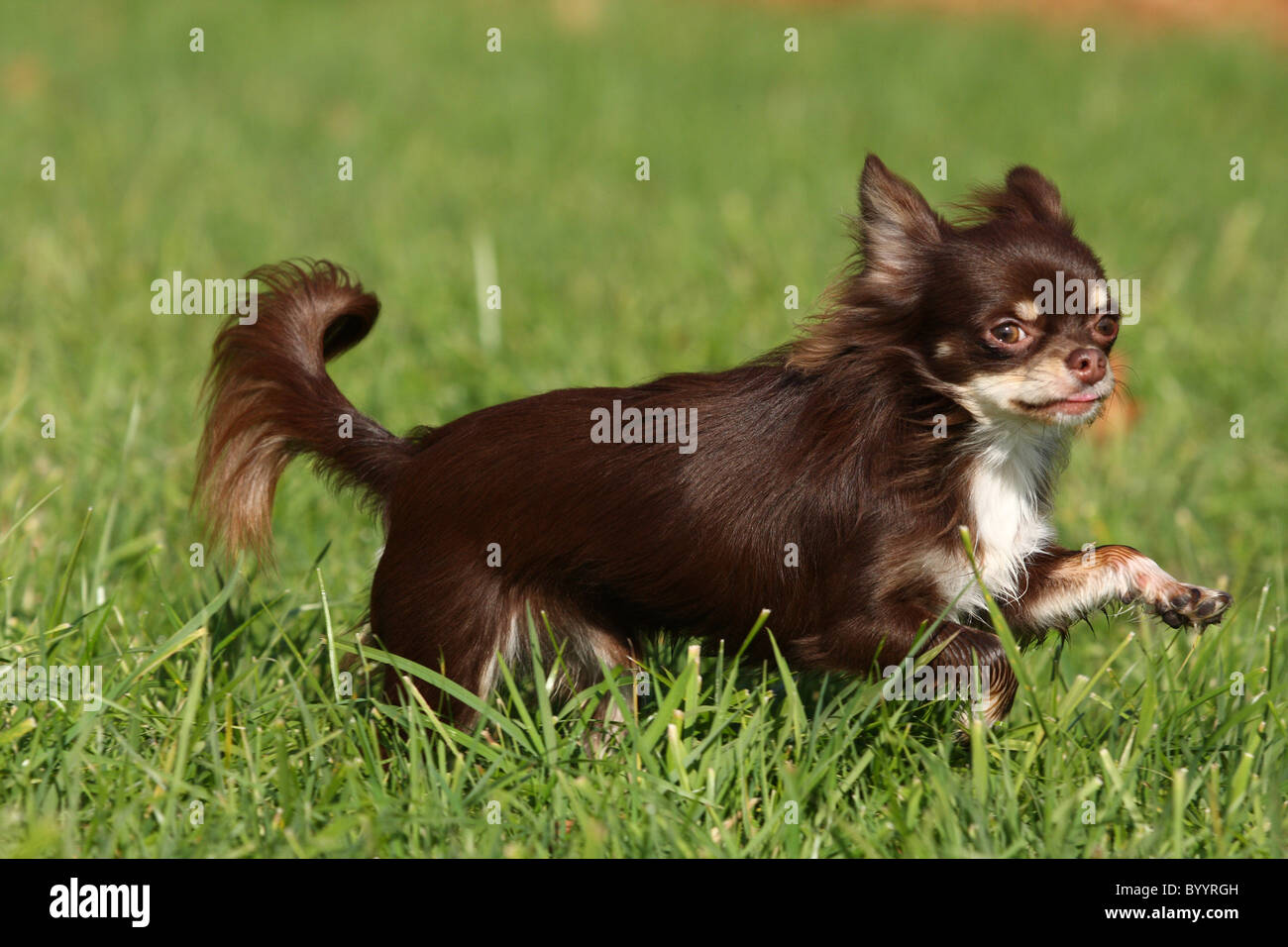 Dog chihuahua longhair adult running hi-res stock photography and ...