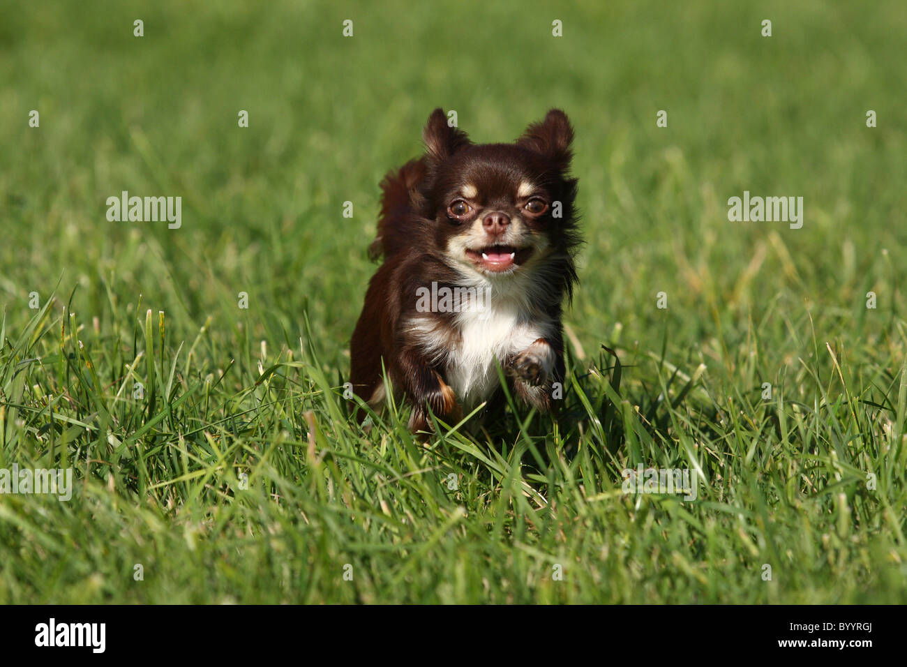 Chihuahua running hi-res stock photography and images - Alamy