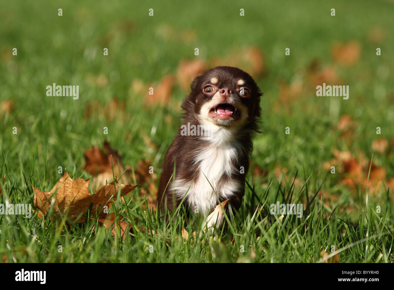 Running Chihuahua High Resolution Stock Photography and Images - Alamy