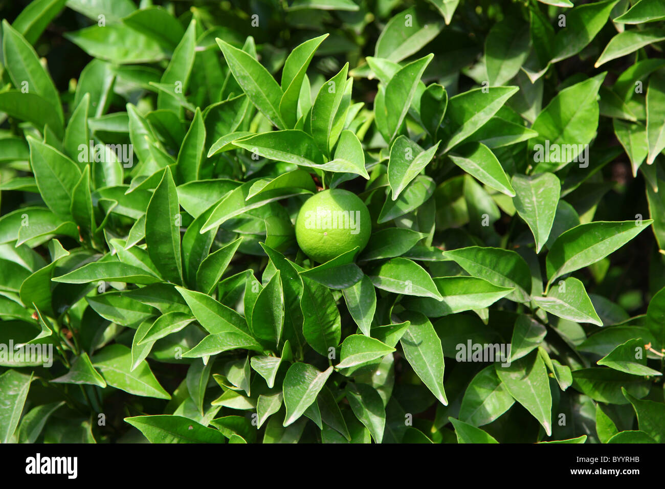 Spanish Lime Tree