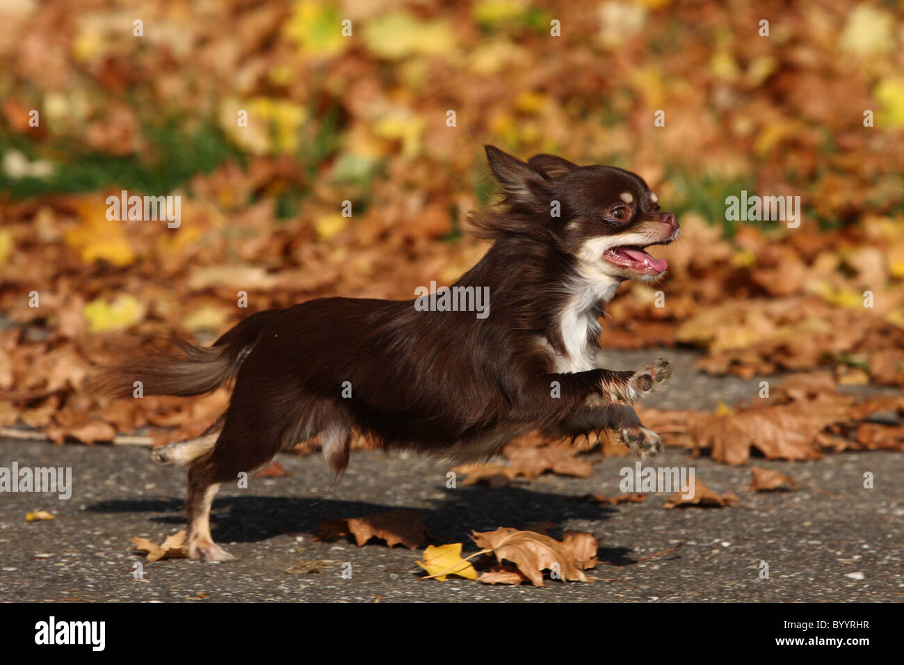 Dog chihuahua longhair adult running hi-res stock photography and ...