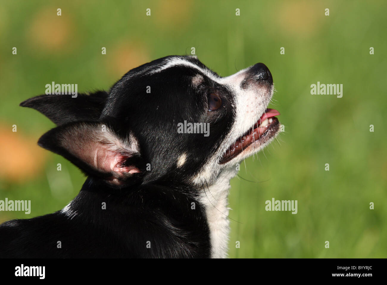 Chihuahuas portrait hi-res stock photography and images - Alamy