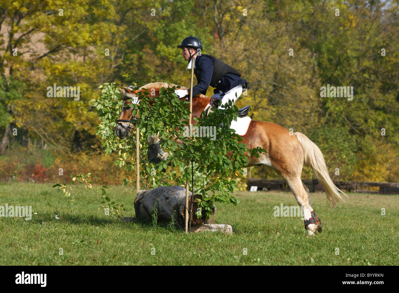 Haflinger jumping hi-res stock photography and images - Alamy