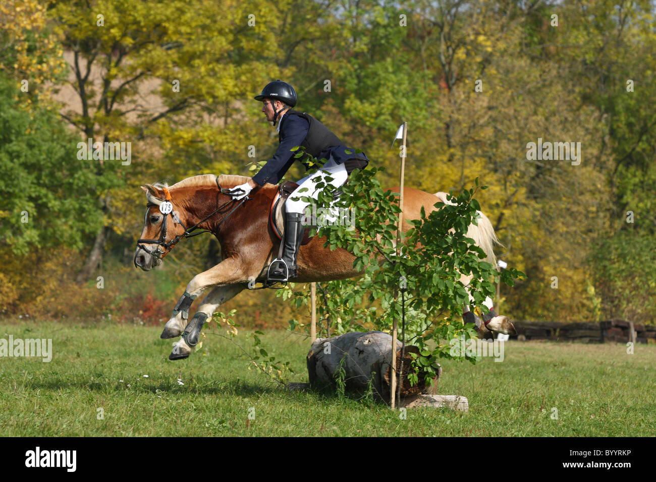Haflinger horse jumping hi-res stock photography and images - Alamy