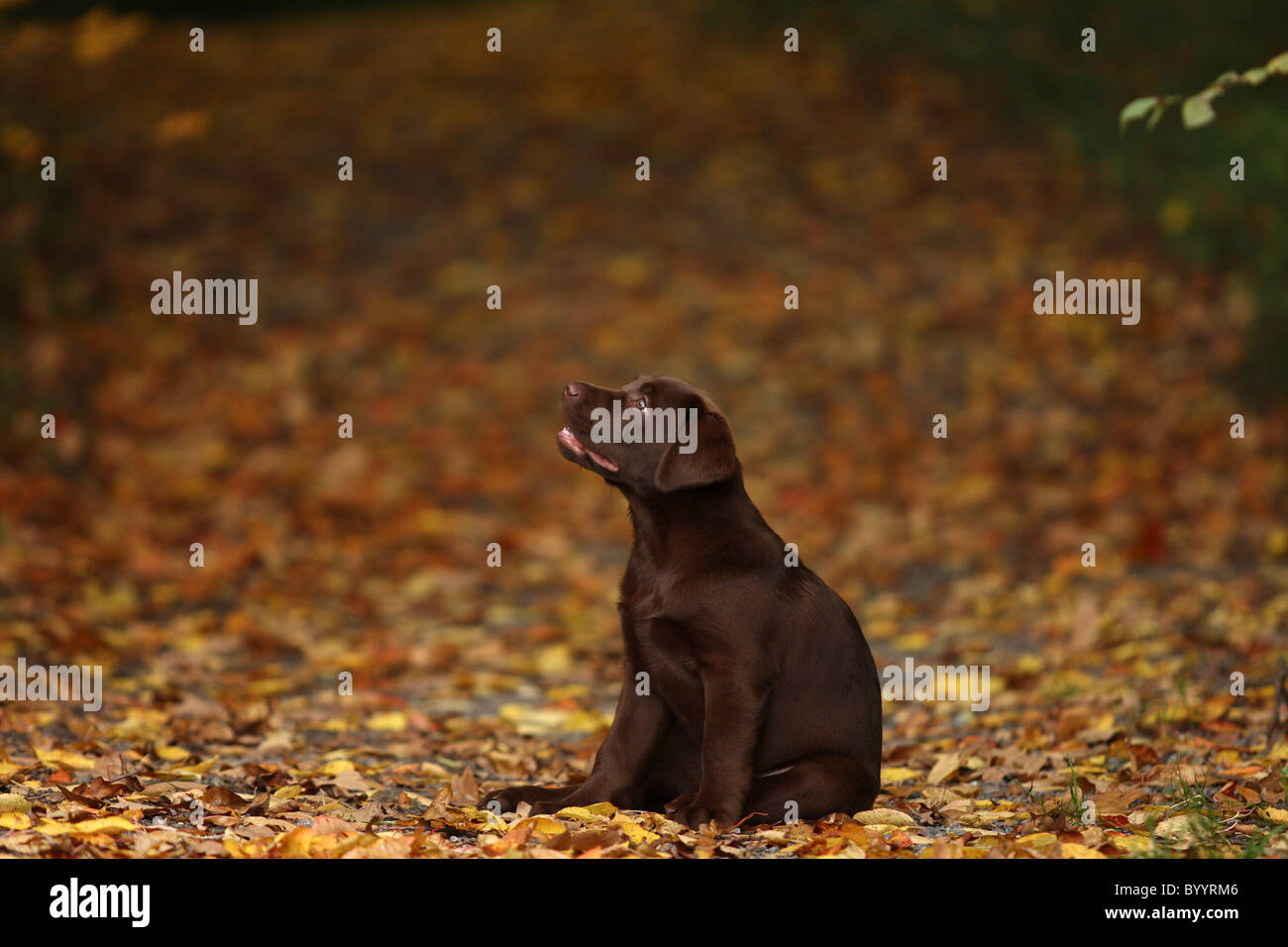 brown Labrador Retriever Stock Photo - Alamy