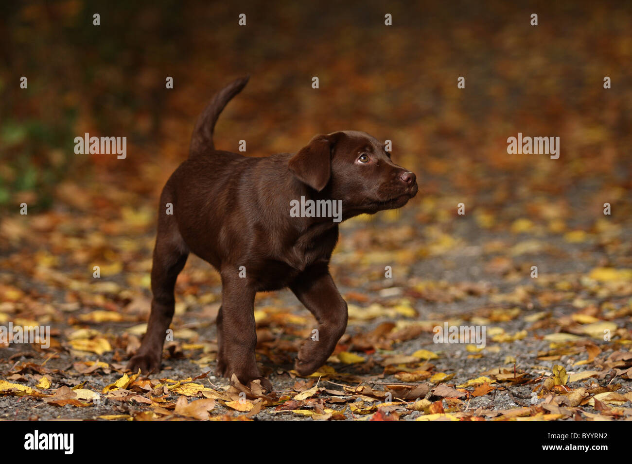 brown Labrador Retriever Stock Photo - Alamy