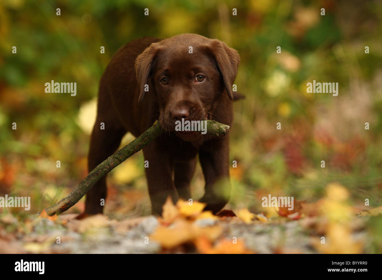 brown Labrador Retriever Stock Photo - Alamy