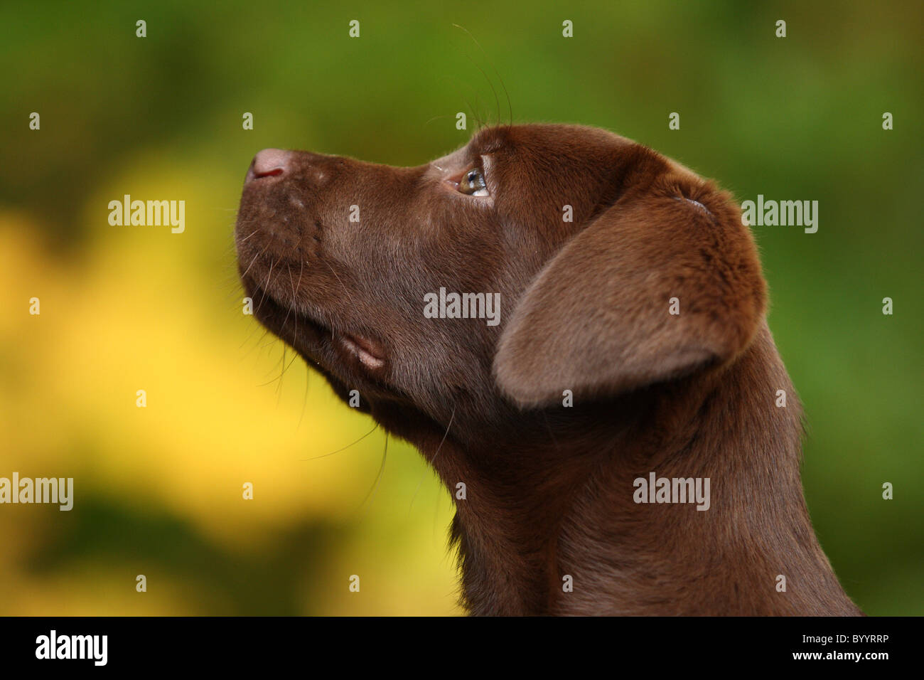 brown Labrador Retriever Stock Photo - Alamy