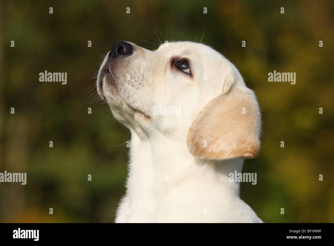 blonde Labrador Retriever Stock Photo - Alamy