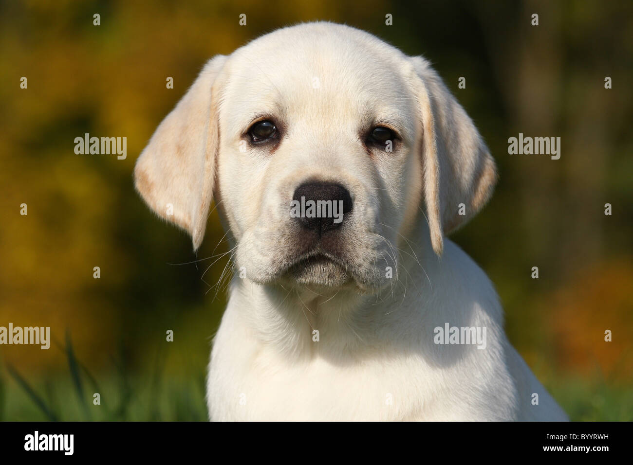 blonde Labrador Retriever Stock Photo - Alamy