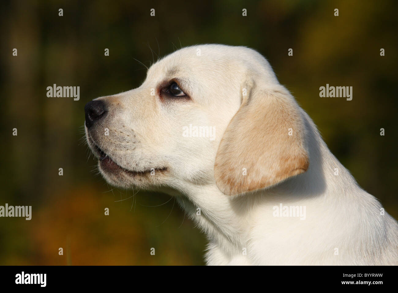 blonde Labrador Retriever Stock Photo - Alamy