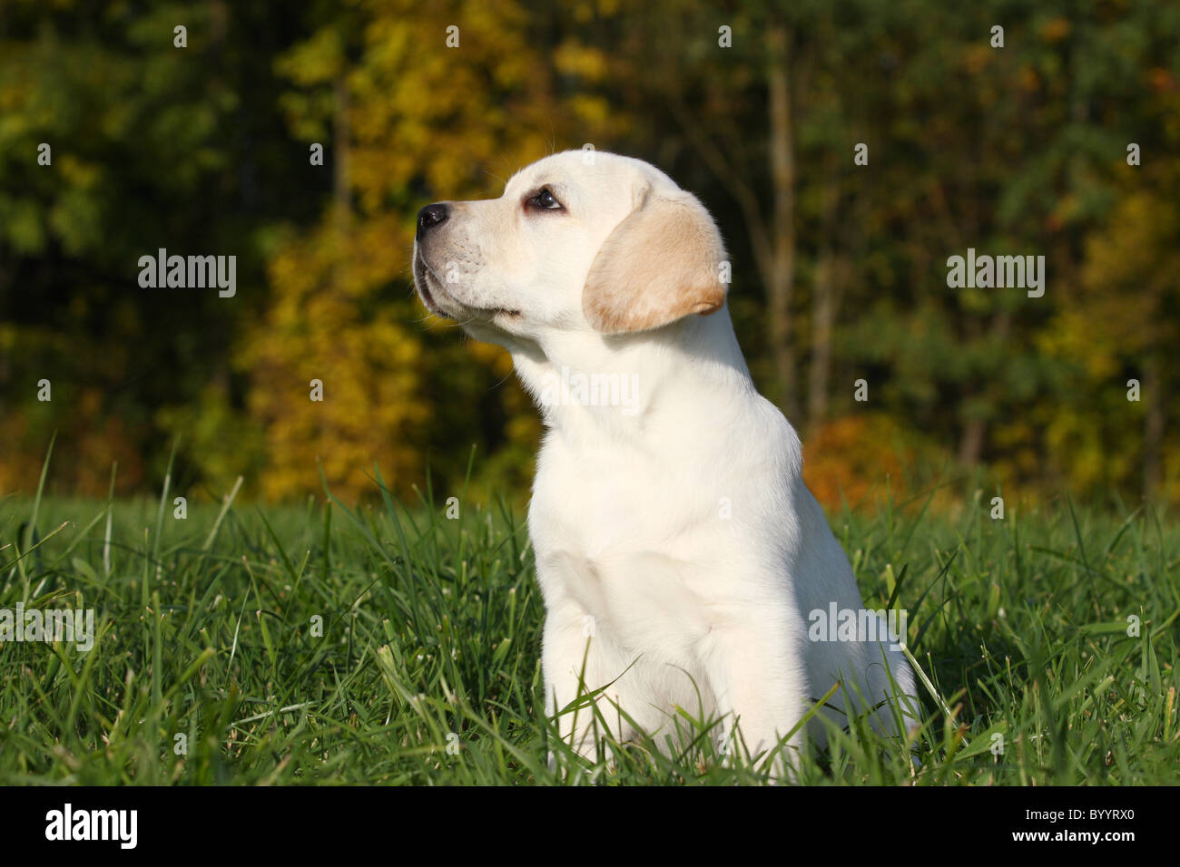 blonde Labrador Retriever Stock Photo - Alamy