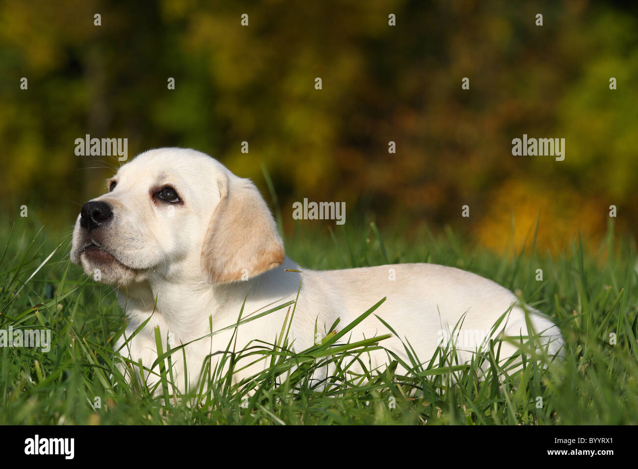 blonde Labrador Retriever Stock Photo - Alamy