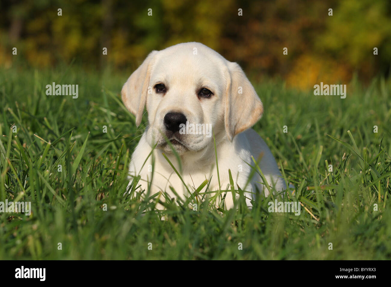 blonde Labrador Retriever Stock Photo - Alamy