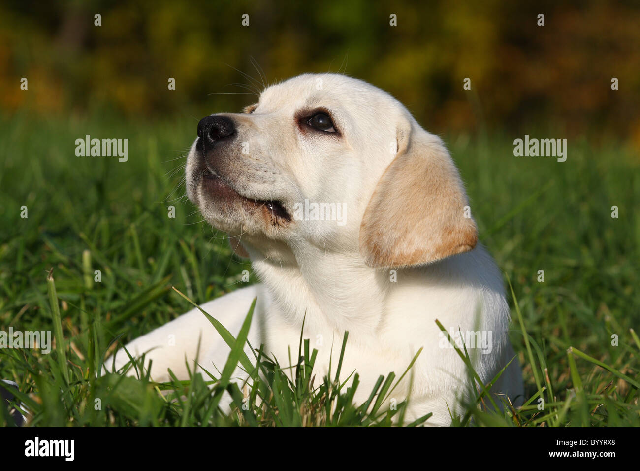 blonde Labrador Retriever Stock Photo - Alamy