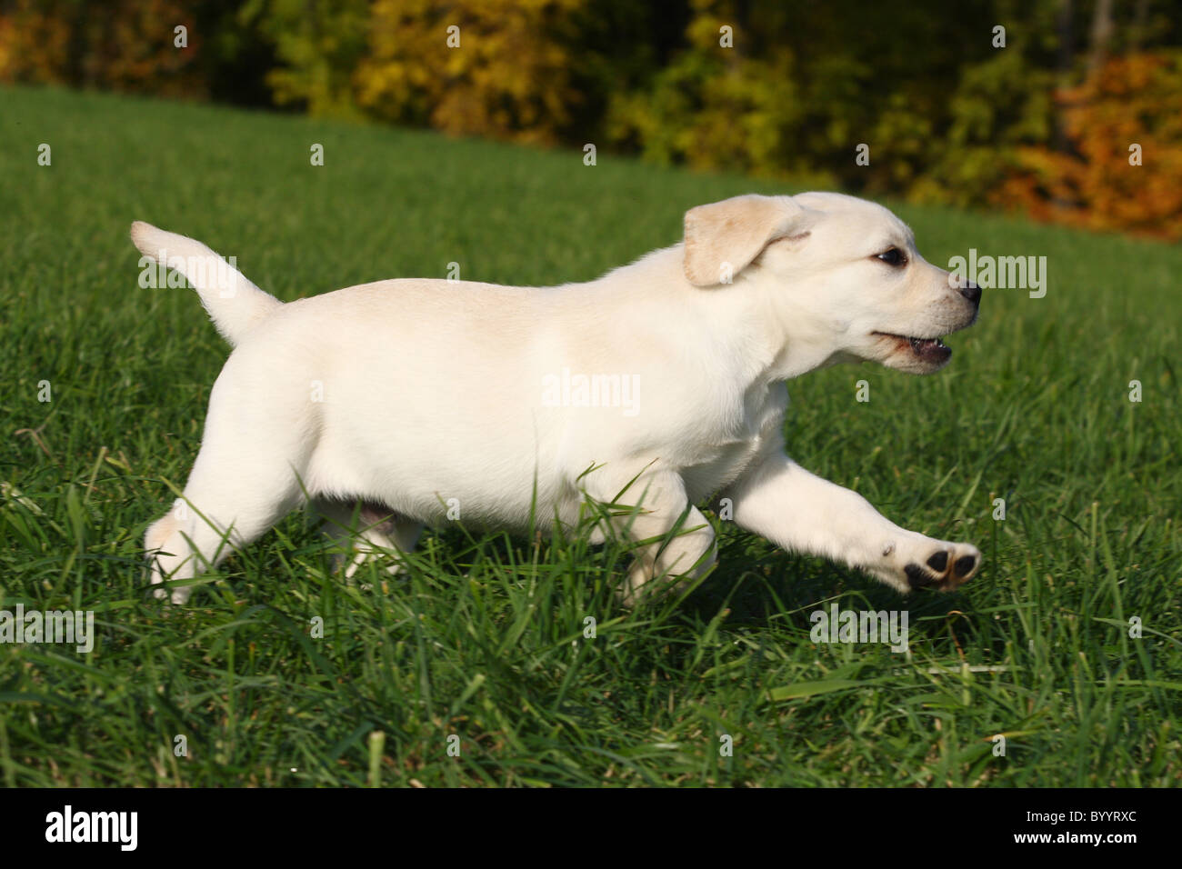 blonde Labrador Retriever Stock Photo - Alamy