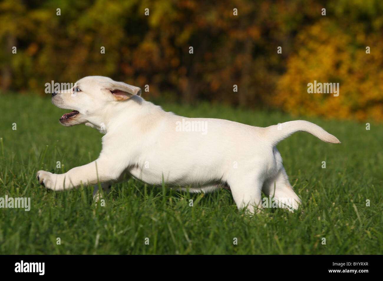 blonde Labrador Retriever Stock Photo - Alamy