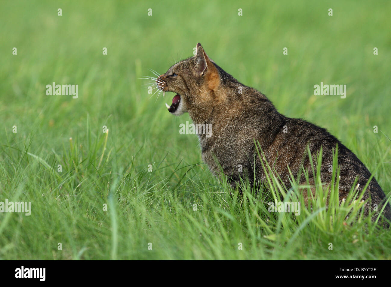 Cat Hissing Side View