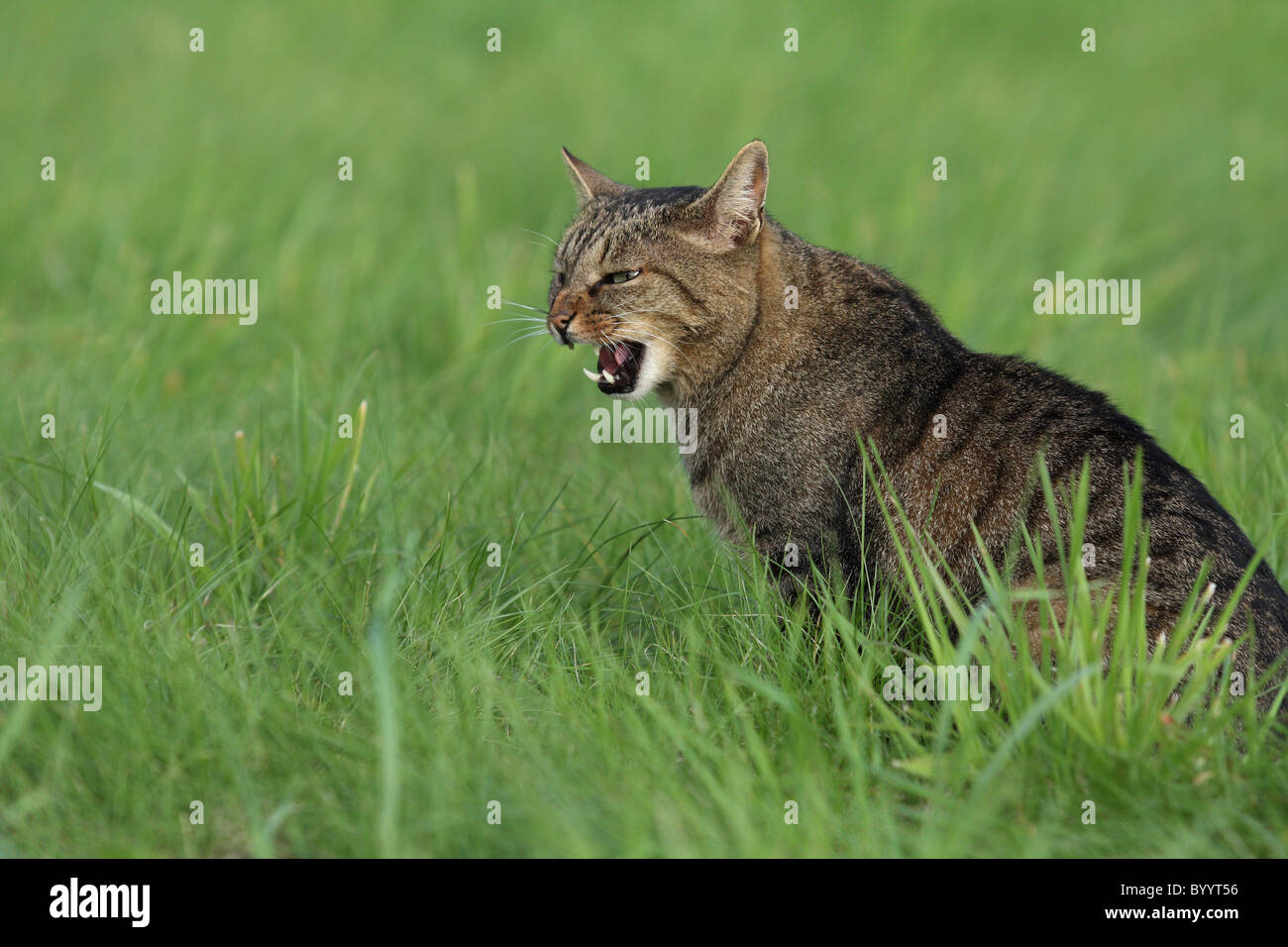 Animal that spits hi-res stock photography and images - Alamy