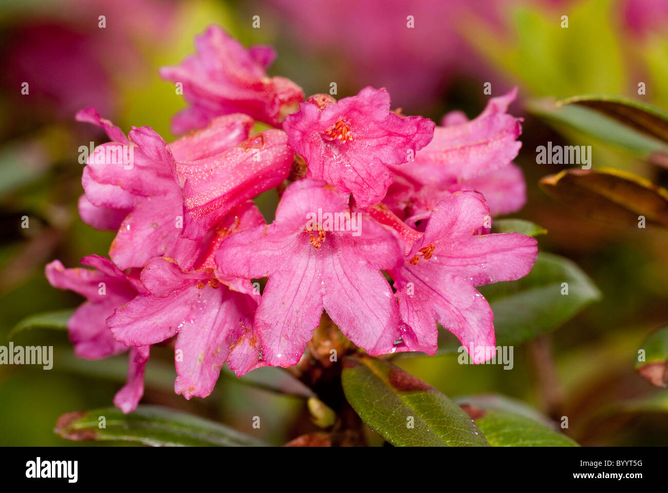 Rusty-leaved Alpenrose (Rhododendron ferrugineum), flowers Stock Photo ...