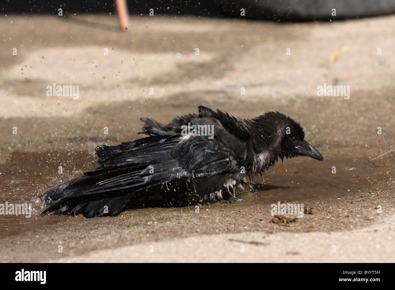 Crows bathing hi-res stock photography and images - Alamy