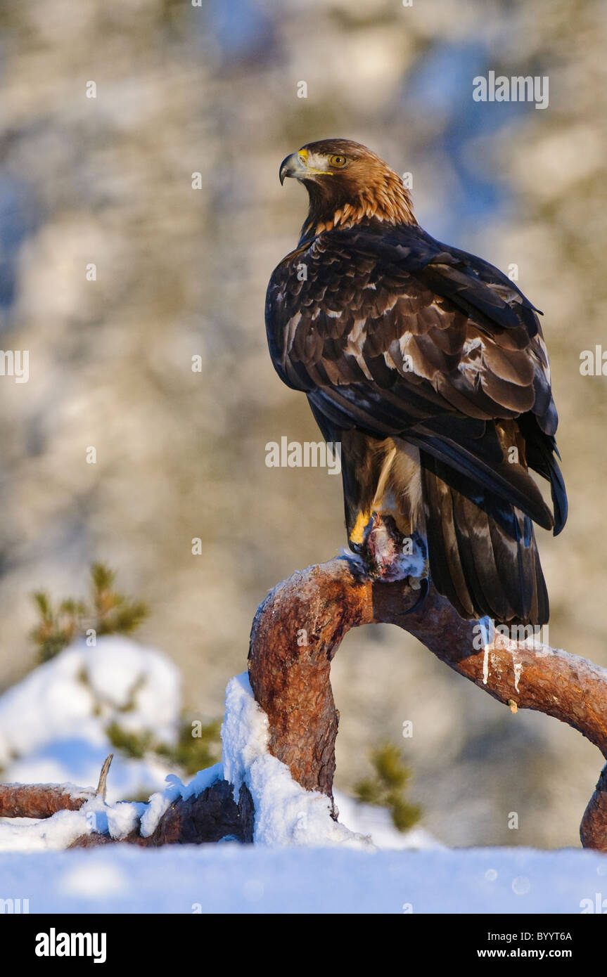 European golden eagle [Aquila chrysaetos] Stock Photo - Alamy