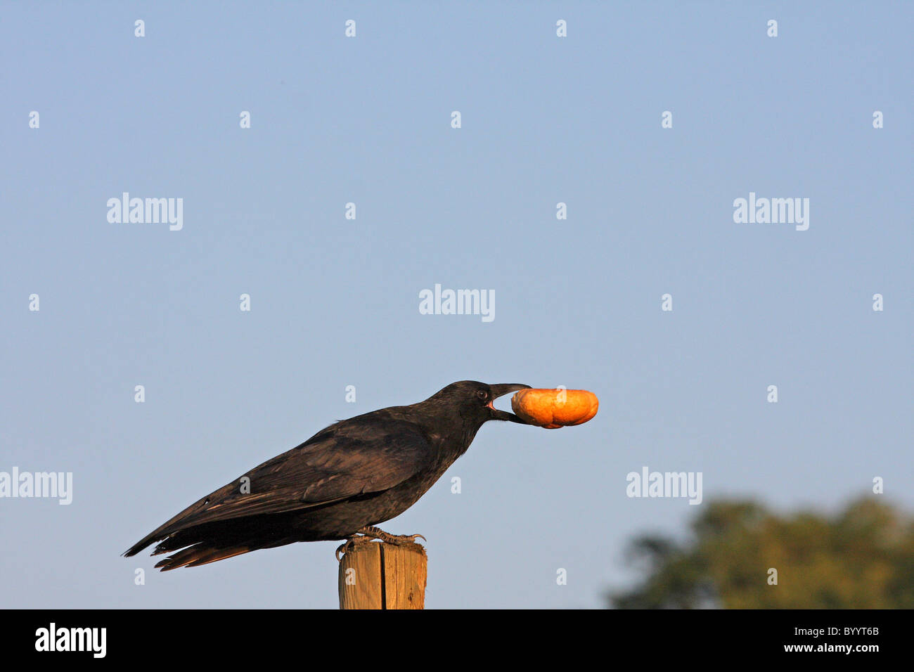 Crow and bread hi-res stock photography and images - Alamy